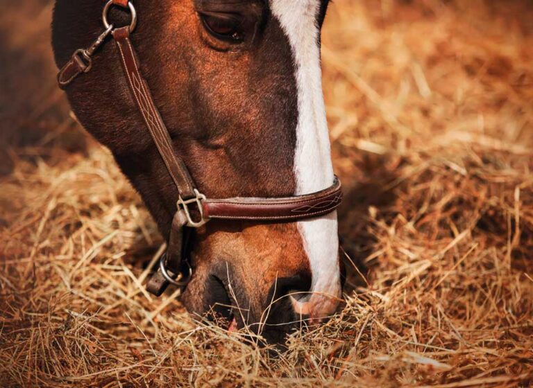 10 Tips for Choosing the Best Hay for Your Horse - Royalton Equine ...