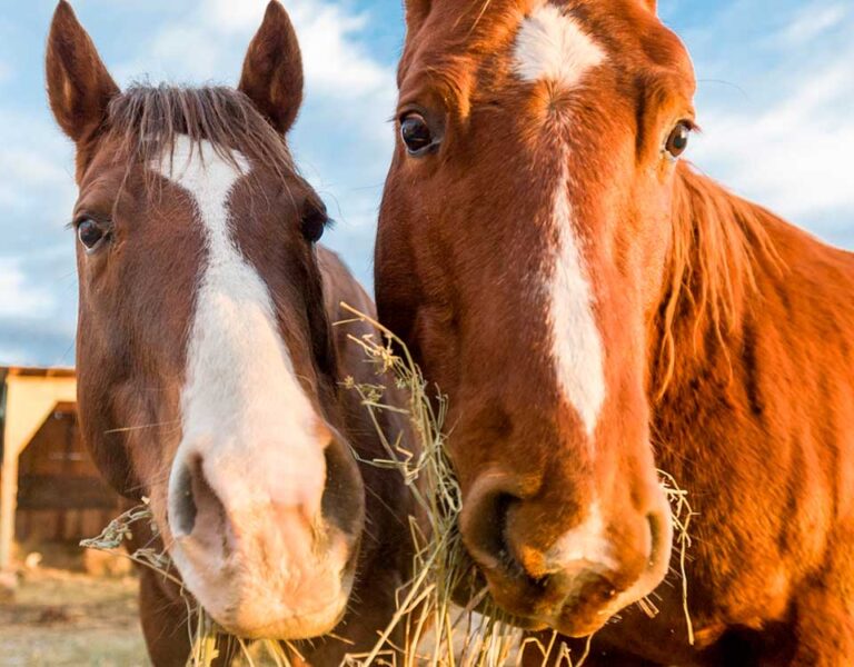 10 Tips for Choosing the Best Hay for Your Horse - Royalton Equine ...
