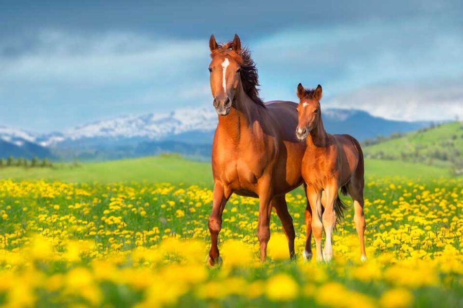 Help Your Mare Have a Safe Delivery - Royalton Equine Veterinary Services