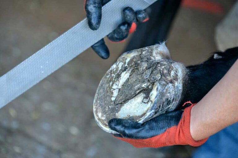 Learn to Recognize the Signs of Laminitis - Royalton Equine Veterinary ...