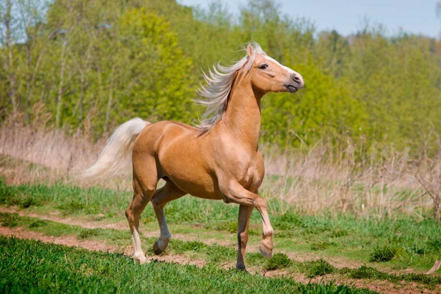 Learn to Recognize the Symptoms of EPM - Royalton Equine Veterinary ...