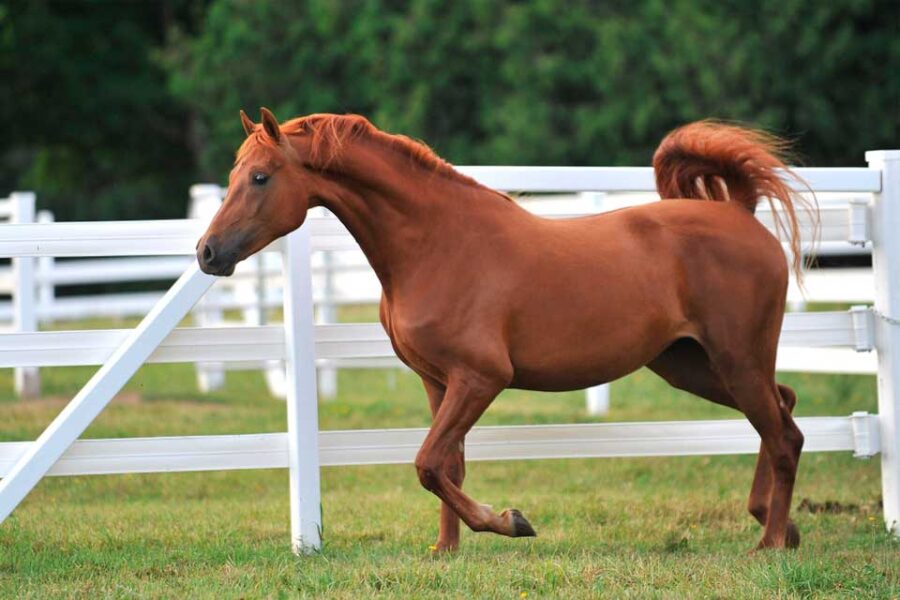 Mare Reproductive Loss Syndrome (MRLS) - Royalton Equine Veterinary ...