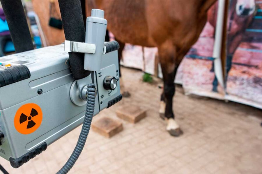 Services - Royalton Equine Veterinary Services